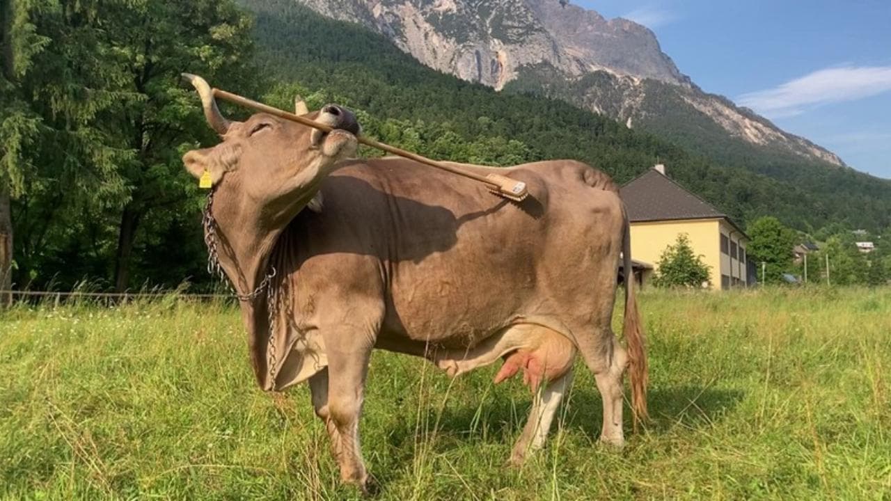 Le mucche sono in grado di usare utensili - la Repubblica