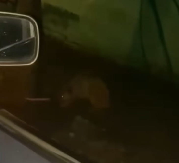 L’abbandono del cane Olivia e lo shock dell’automobilista che ha visto ...