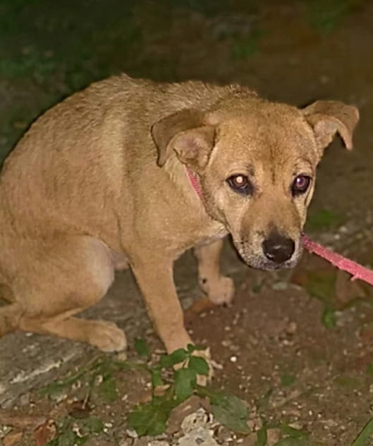 L’abbandono del cane Olivia e lo shock dell’automobilista che ha visto ...