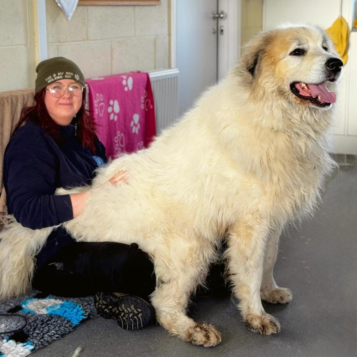 Il lieto fine del cane Brody, gigante gentile tanto grande da sembrare ...
