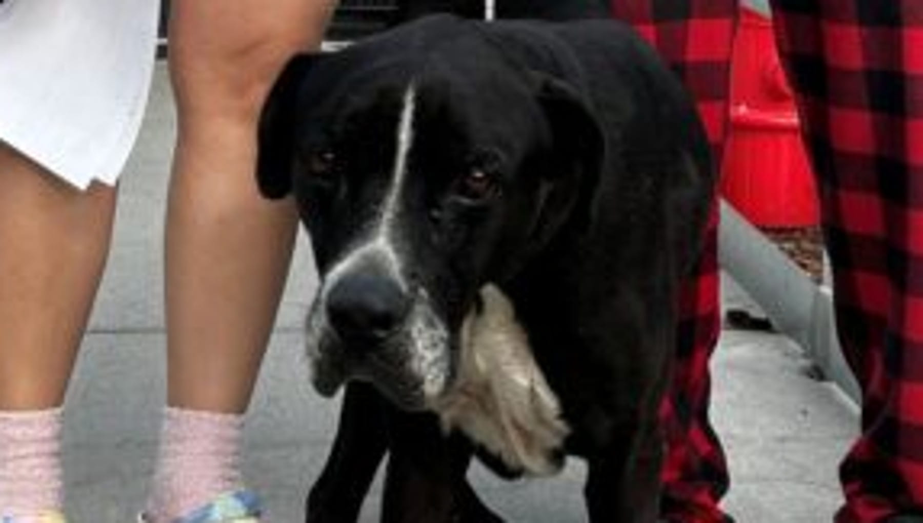Il cane Parker è sparito nel nulla, cinque anni dopo lo ritrovano a ...