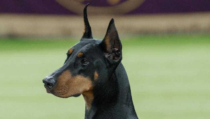 Penny eletto “cane più bello mondo” a Westminster, ma è una Dobermann ...