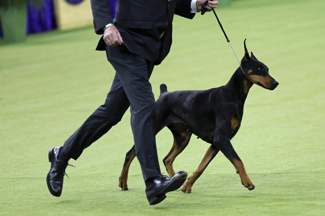 Penny eletto “cane più bello mondo” a Westminster, ma è una Dobermann ...