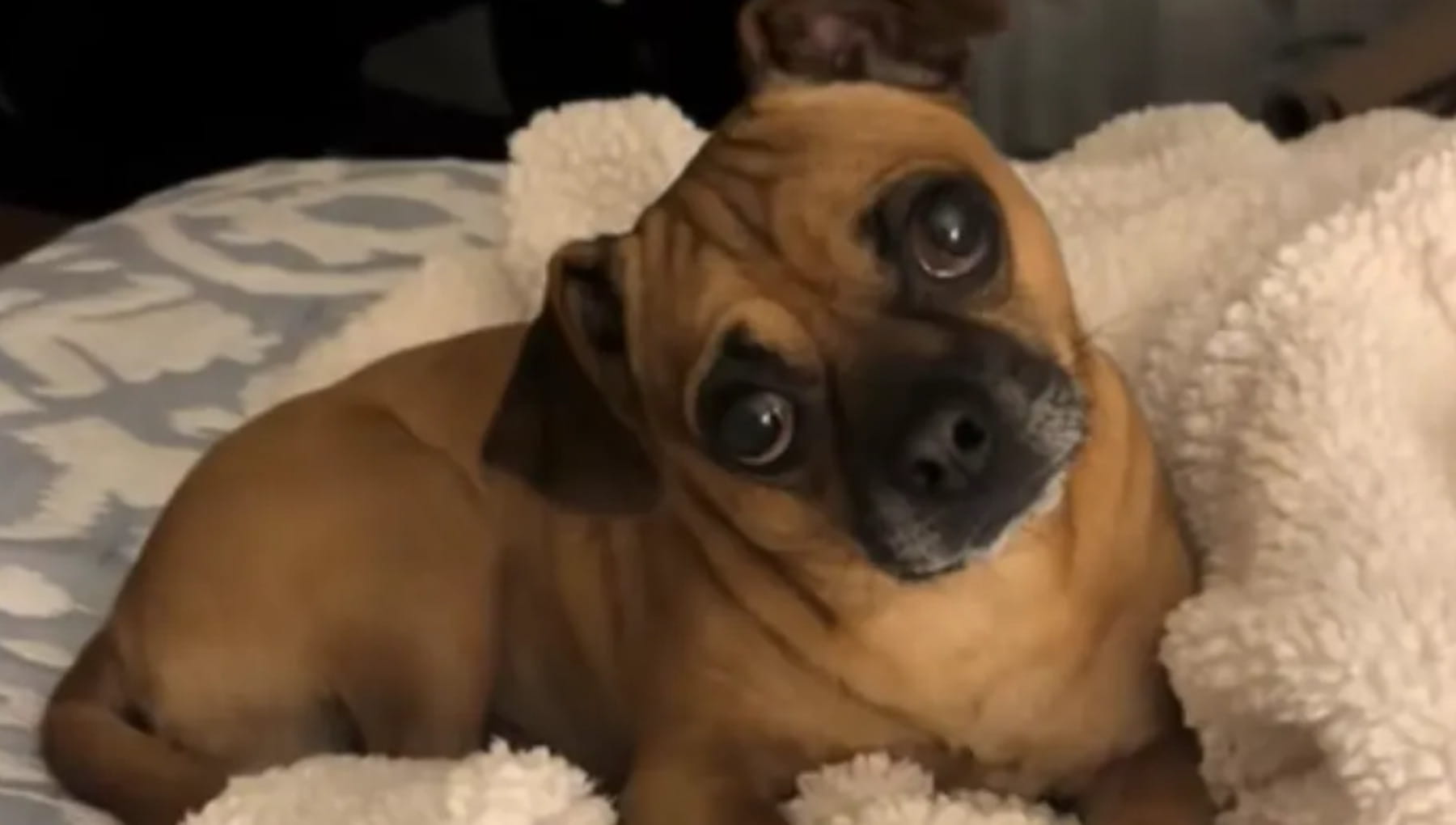 Adotta il cane Dutch e lo sottopone al test del Dna: due parole nei ...