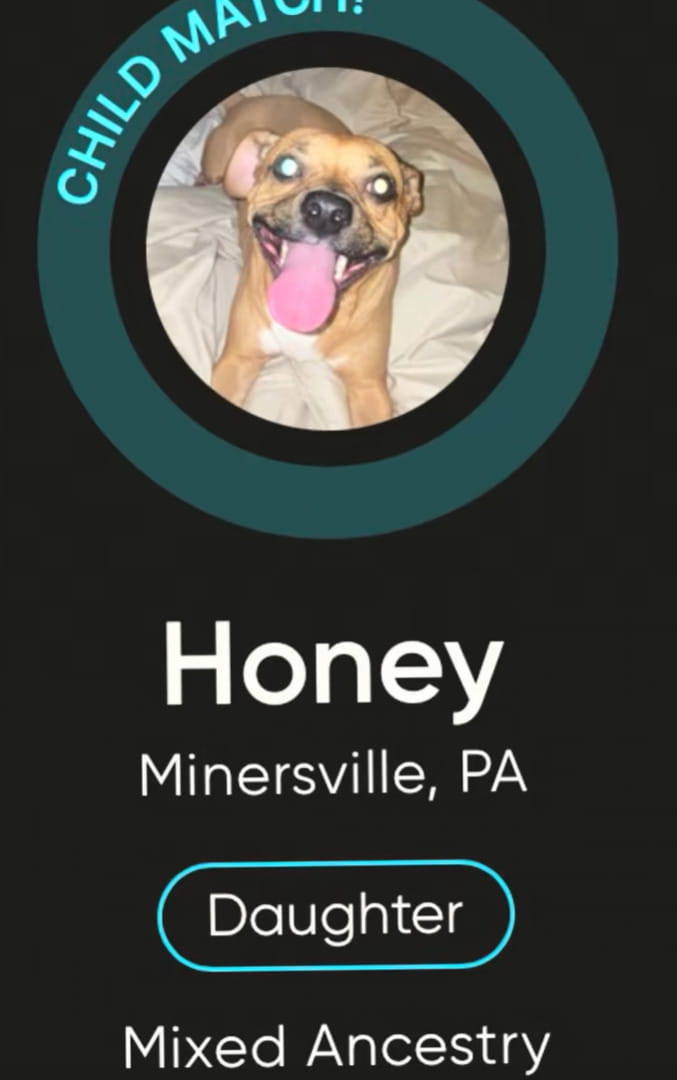 Adotta il cane Dutch e lo sottopone al test del Dna: due parole nei ...