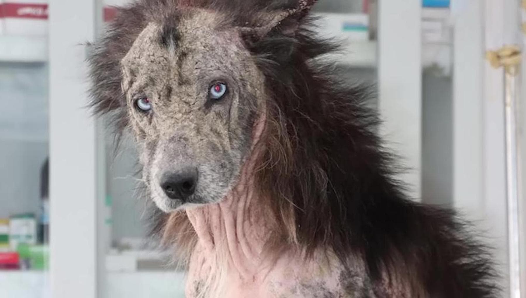 Dal cortile alla rinascita: Milton, il cane che ha ritrovato la vita ...