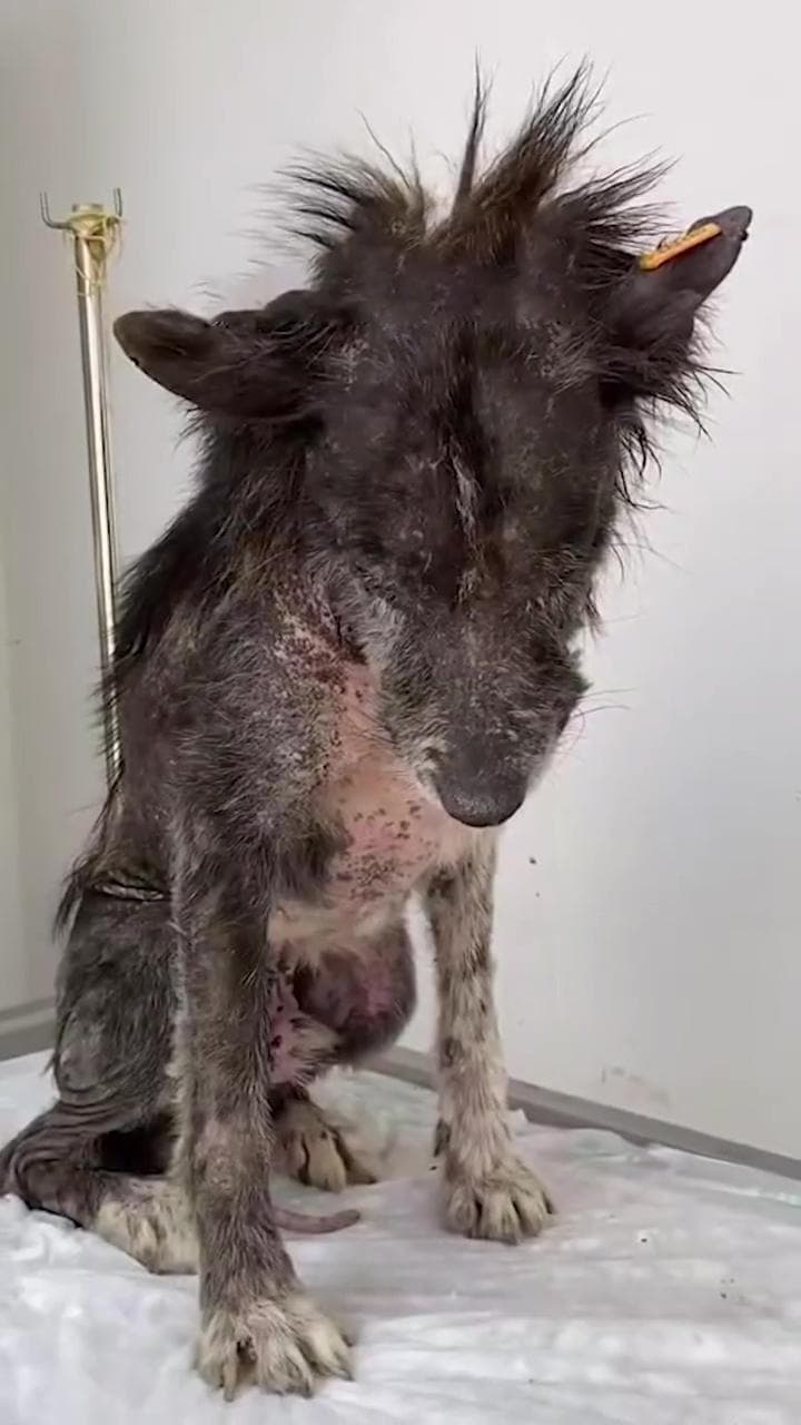 Dal cortile alla rinascita: Milton, il cane che ha ritrovato la vita ...