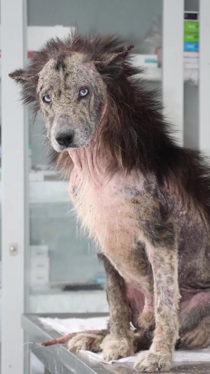 Dal cortile alla rinascita: Milton, il cane che ha ritrovato la vita ...