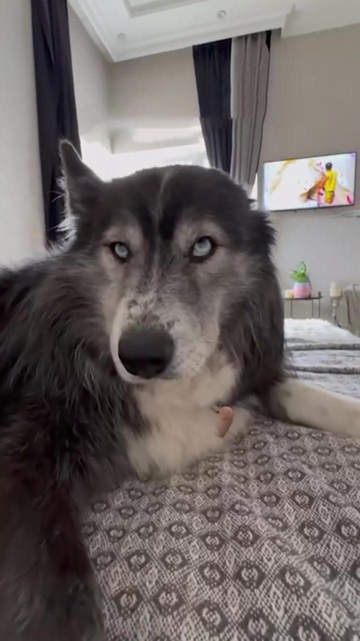 Dal cortile alla rinascita: Milton, il cane che ha ritrovato la vita ...