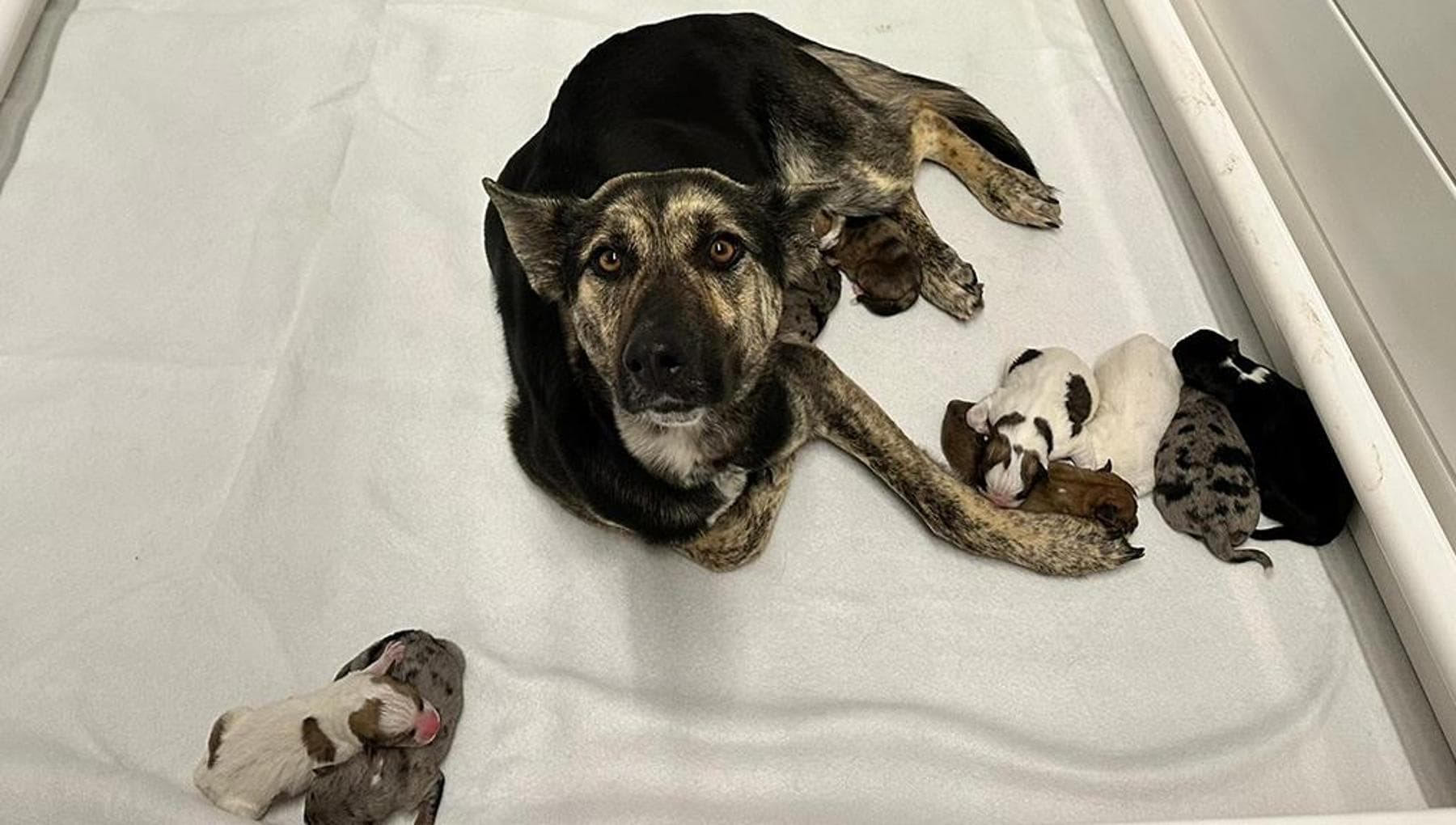 Il miracolo del cane Gladys: dalla catena al collo nel gelo al calore ...