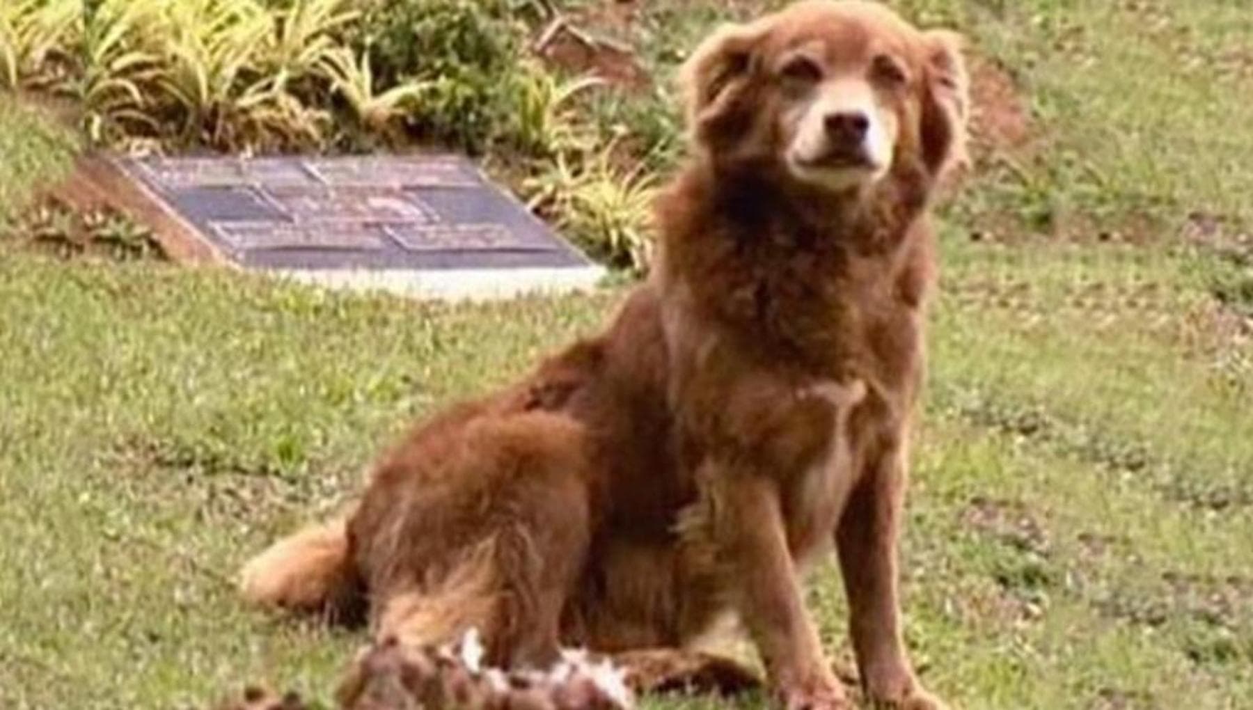 Bob il becchino, il cane che non lasciò mai la sua umana: una nuova ...