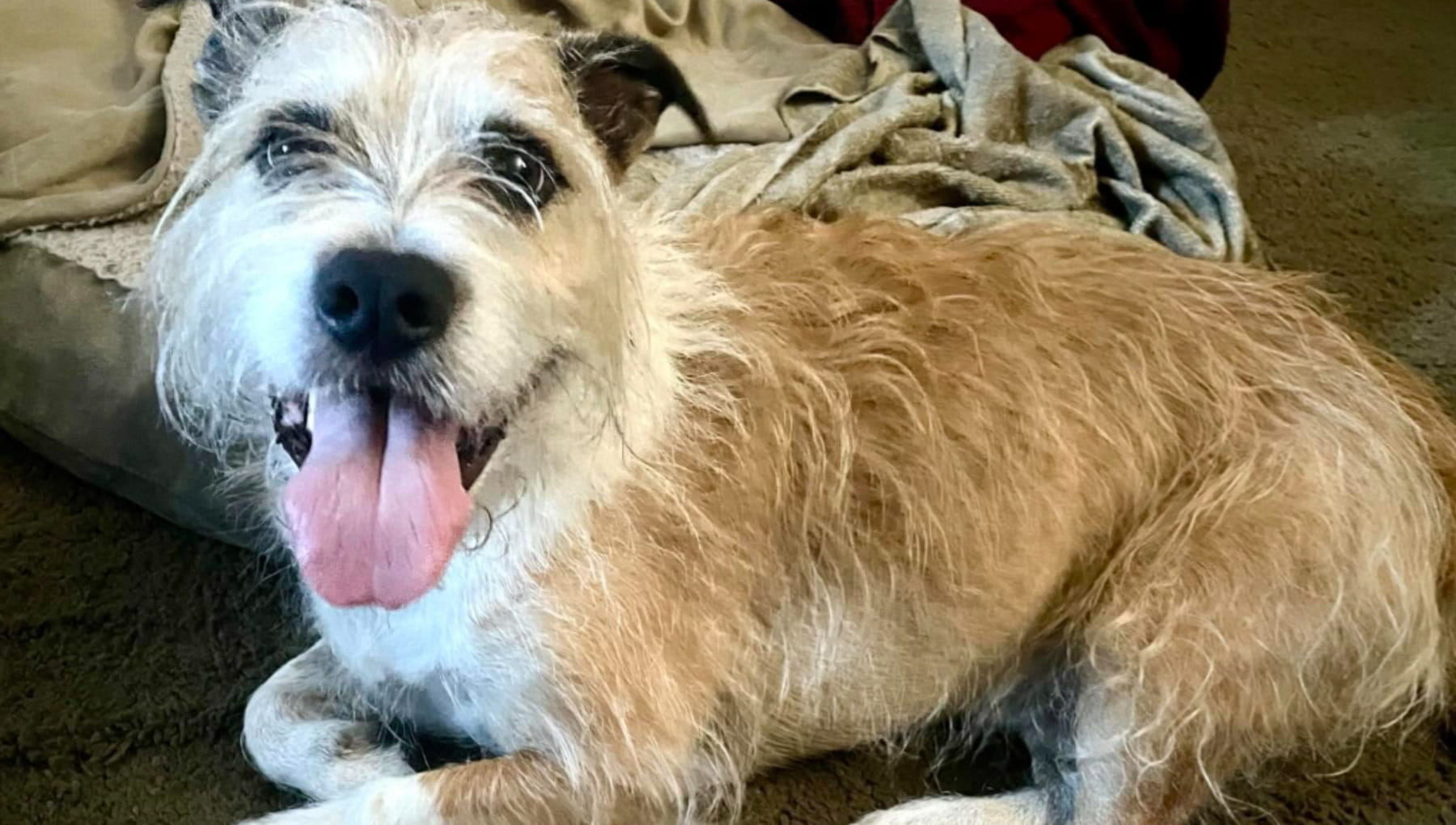 Fa il test del Dna al suo cane Cappy, ma i risultati lo lasciano senza ...
