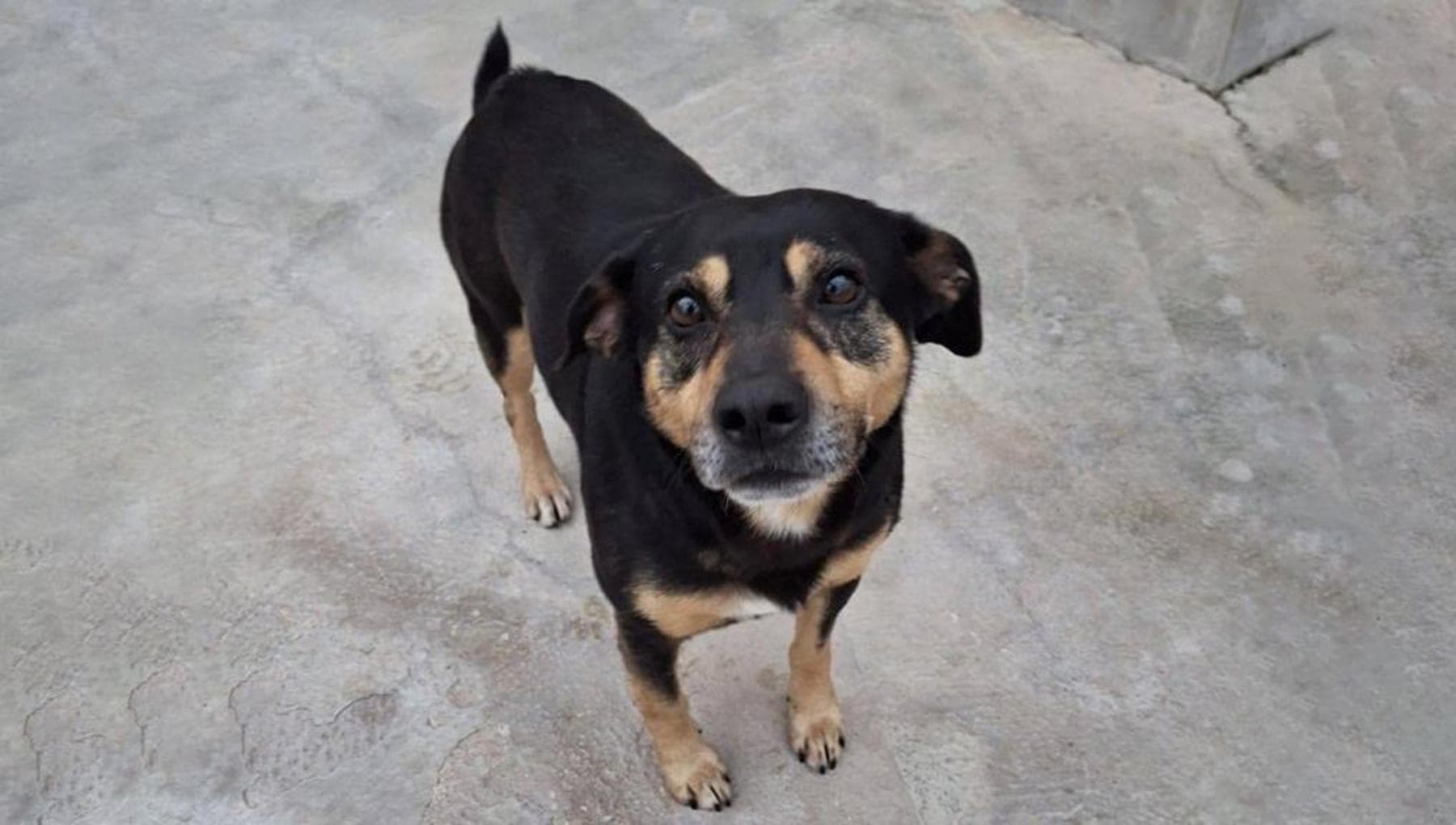 Diego, il cane che ha inseguito l’ambulanza per non lasciare solo il ...