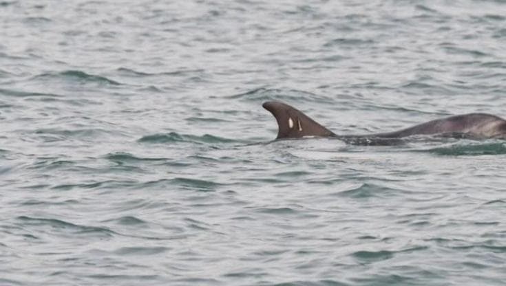 A Venezia il vero pericolo per il delfino solitario Mimmo è l'uomo - la ...
