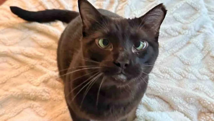 Ha aspettato più di tutti: dopo mesi il gatto strabico Ambrose ha ...