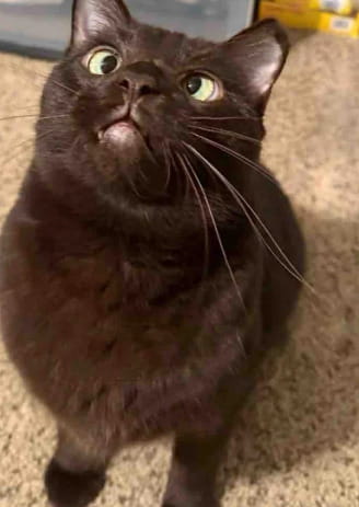 Ha aspettato più di tutti: dopo mesi il gatto strabico Ambrose ha ...