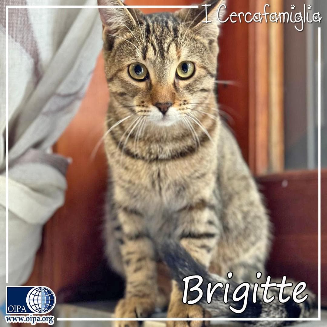 Il calciatore Matteo Politano e la moglie Alessandra adottano Brigitte ...