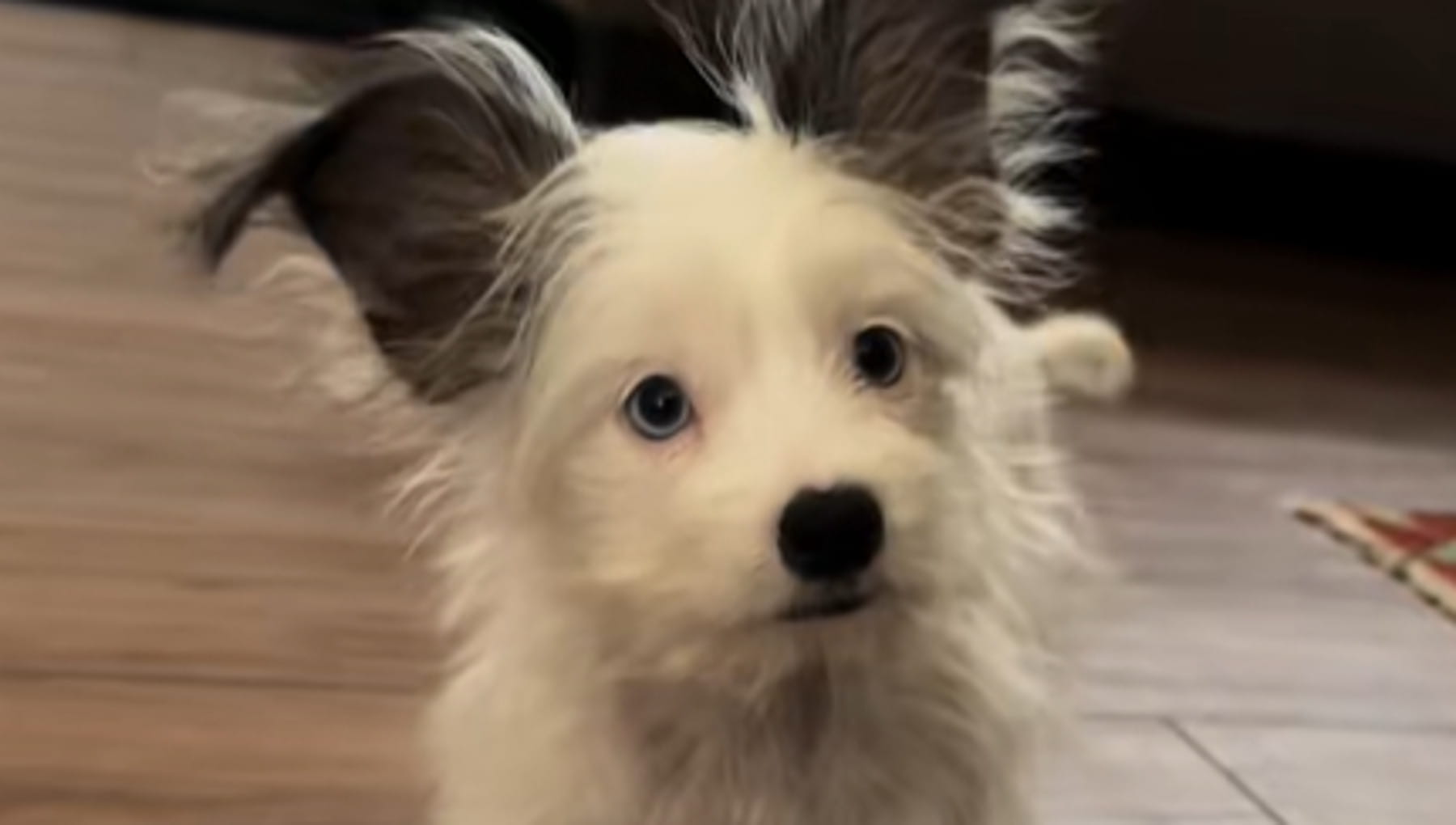 Le orecchie impossibili di Sage, il cane dall’aspetto unico che ha ...