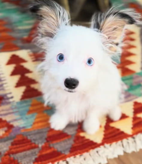 Le orecchie impossibili di Sage, il cane dall’aspetto unico che ha ...
