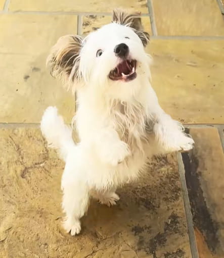 Le orecchie impossibili di Sage, il cane dall’aspetto unico che ha ...