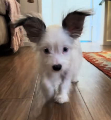 Le orecchie impossibili di Sage, il cane dall’aspetto unico che ha ...