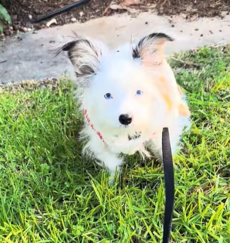Le orecchie impossibili di Sage, il cane dall’aspetto unico che ha ...