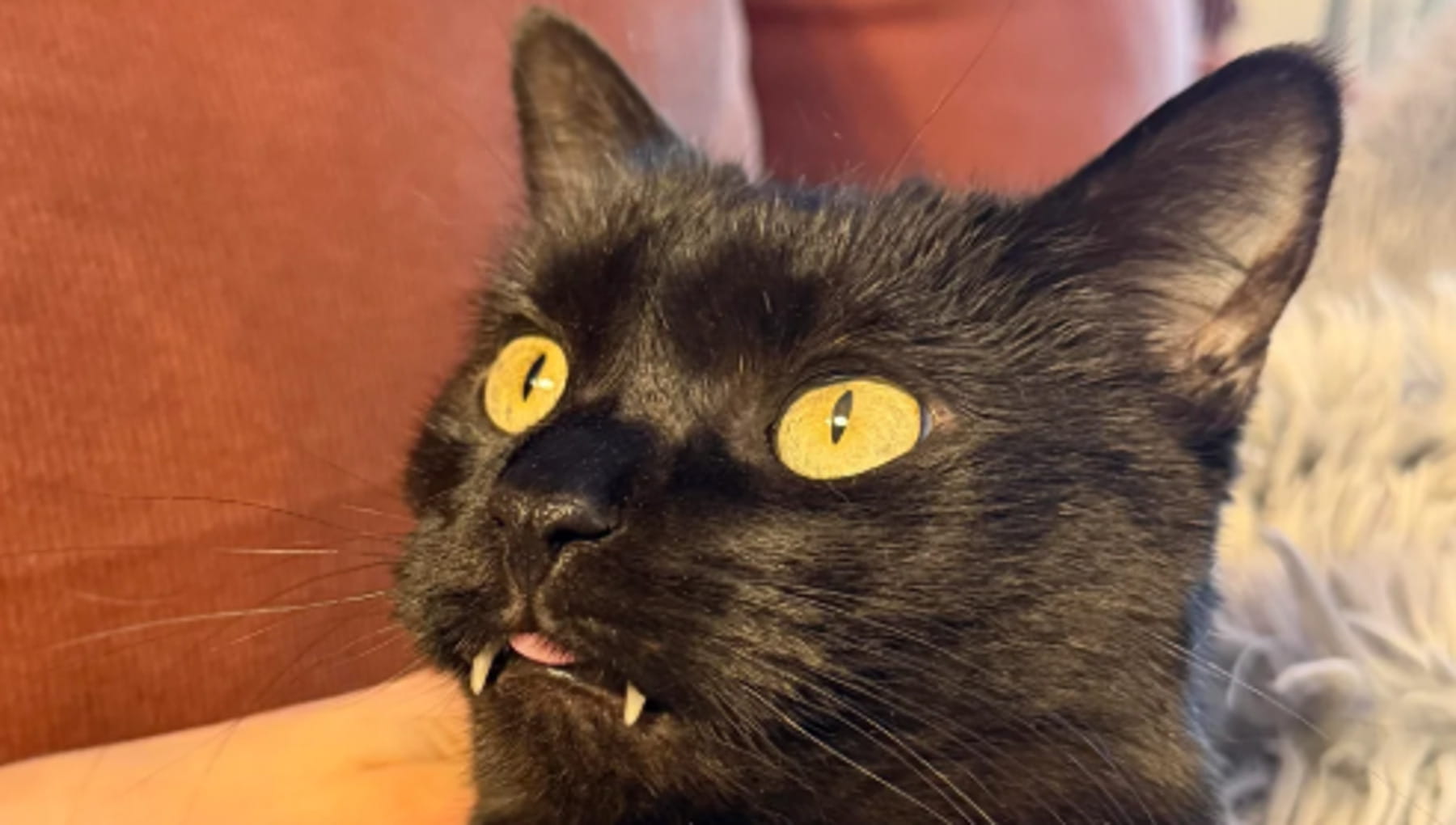 I denti canini del gatto Miss continuano a crescere: la risposta del ...