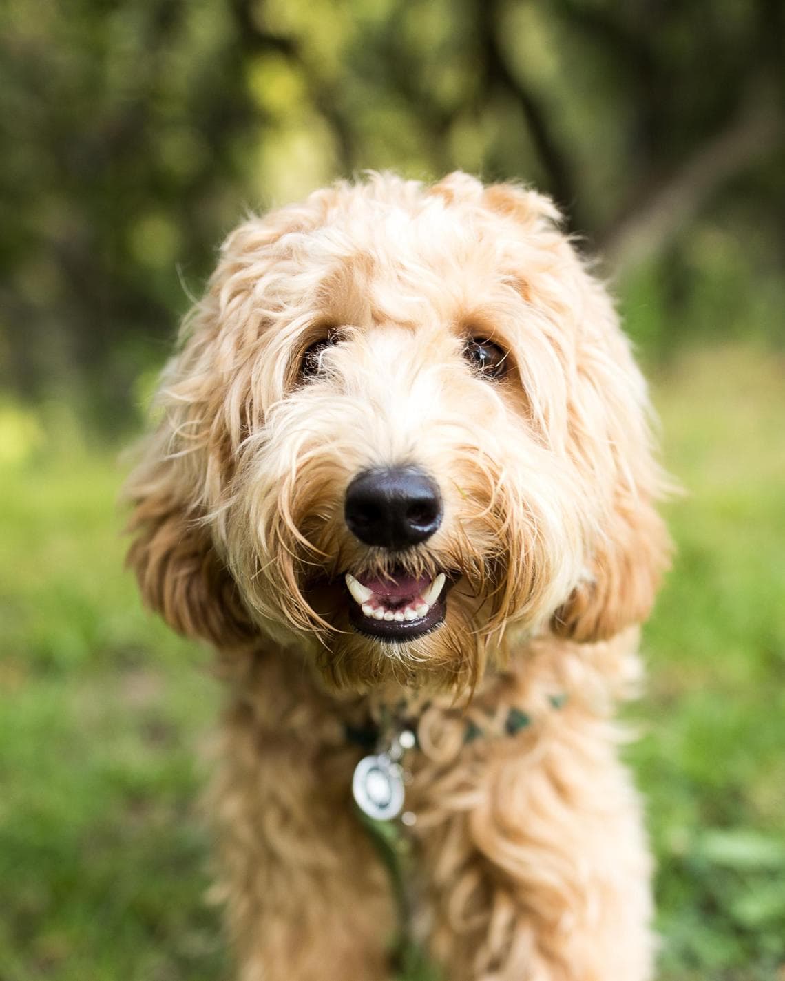 Gli incroci di cani di “design” sono più difficili da gestire: Cockapoo ...