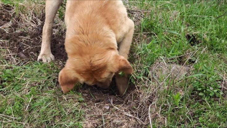Il cane scava in giardino e scopre una bottiglia, un veleno e un ...