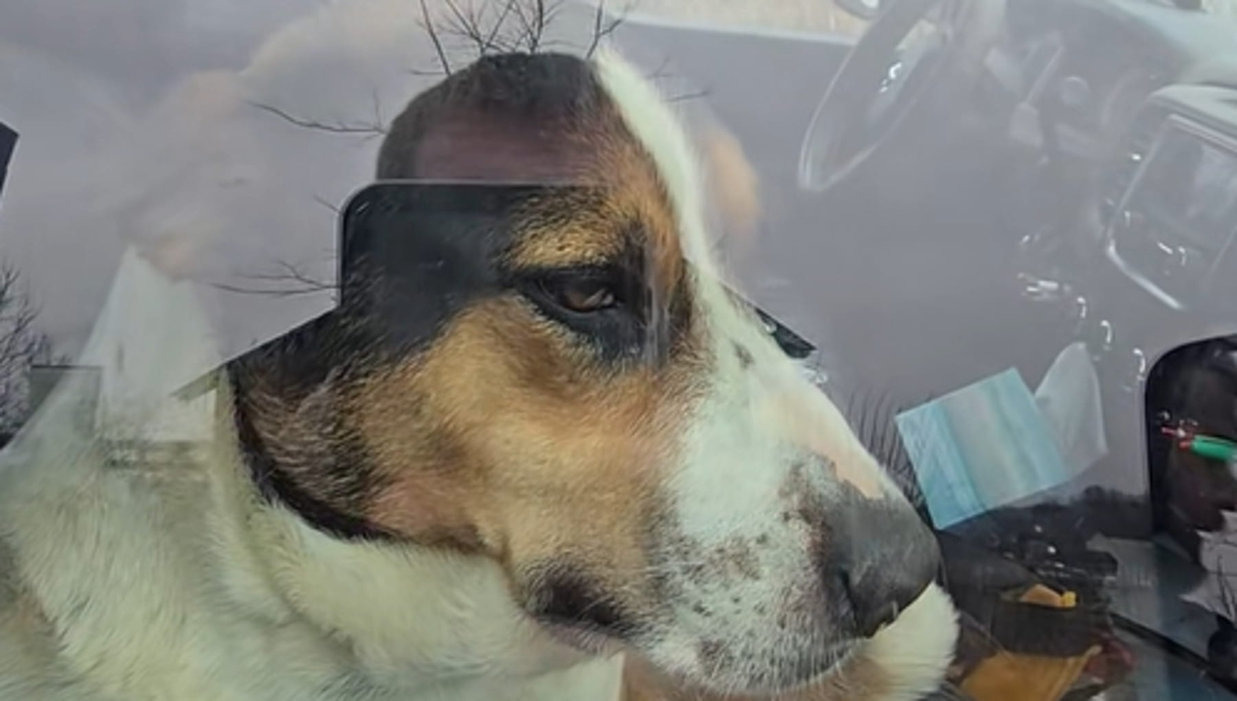 Il cane Bruce chiude fuori il suo umano dall’auto e non si pente ...