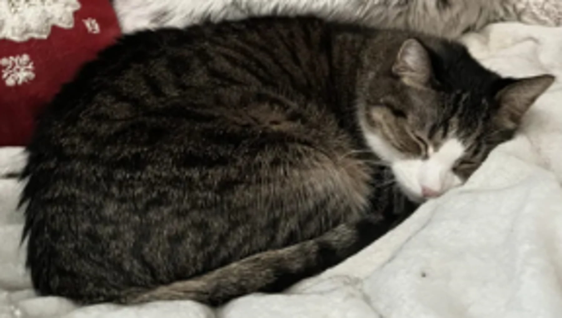 Il gatto Nike scappa la notte prima del trasloco: la famiglia fa l ...