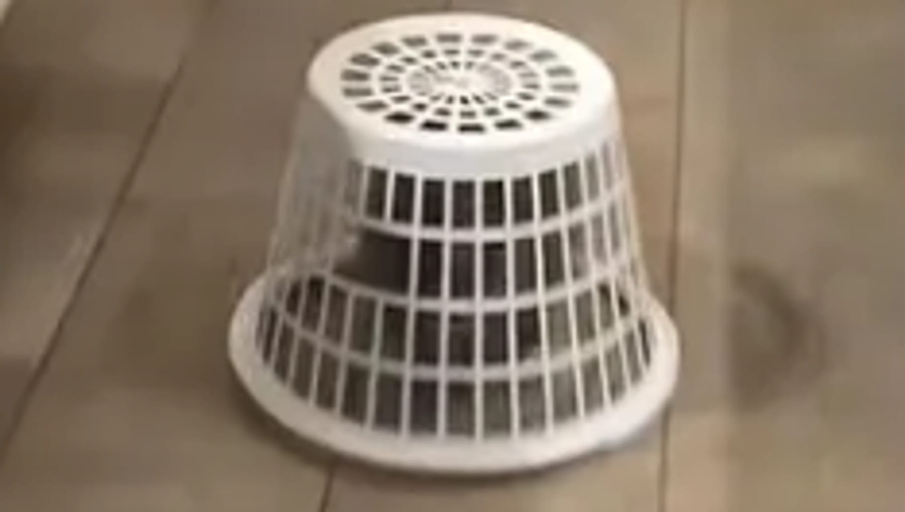 Le paure di Teddy e quella cesta che si muove da sola: il cane ...