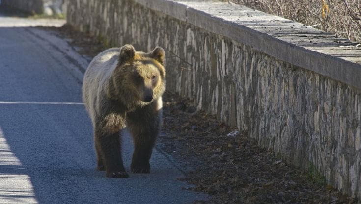Fa sempre più caldo e l’orso marsicano non va in letargo ( o ci va per ...
