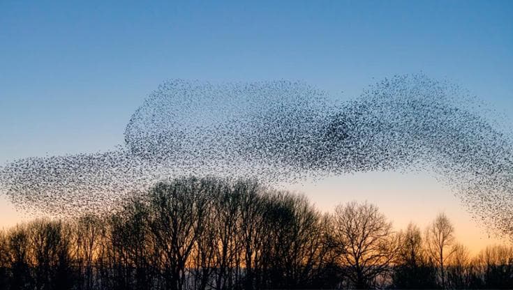 Gli uccelli di città sono più spaventati dalle donne. Il motivo rimane ...