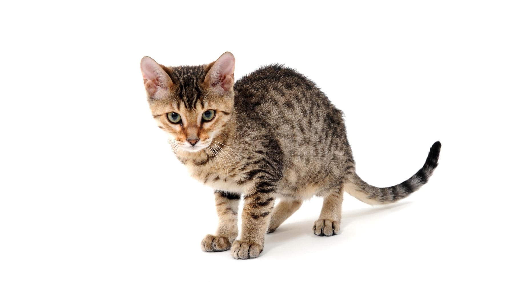 Sei davvero pronto per un gatto? Cinque motivi per cui non dovresti ...