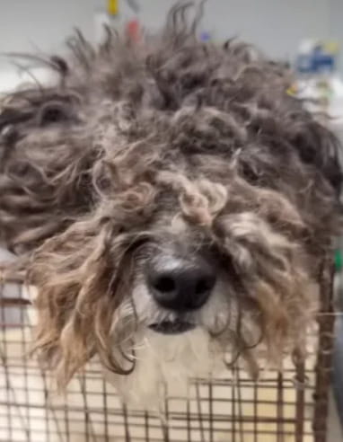 “Per favore, non uccidetelo”: il biglietto lasciato con il cane Doyle ...