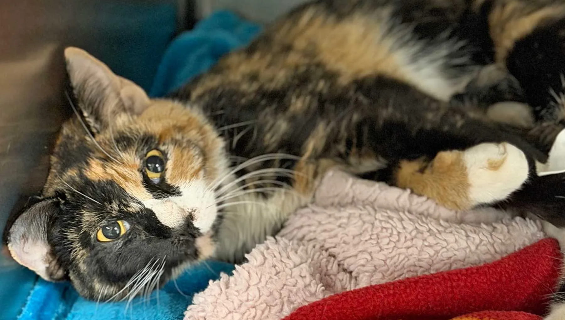 La lotta per la vita di Mazy, gatto sopravvissuto contro ogni ...