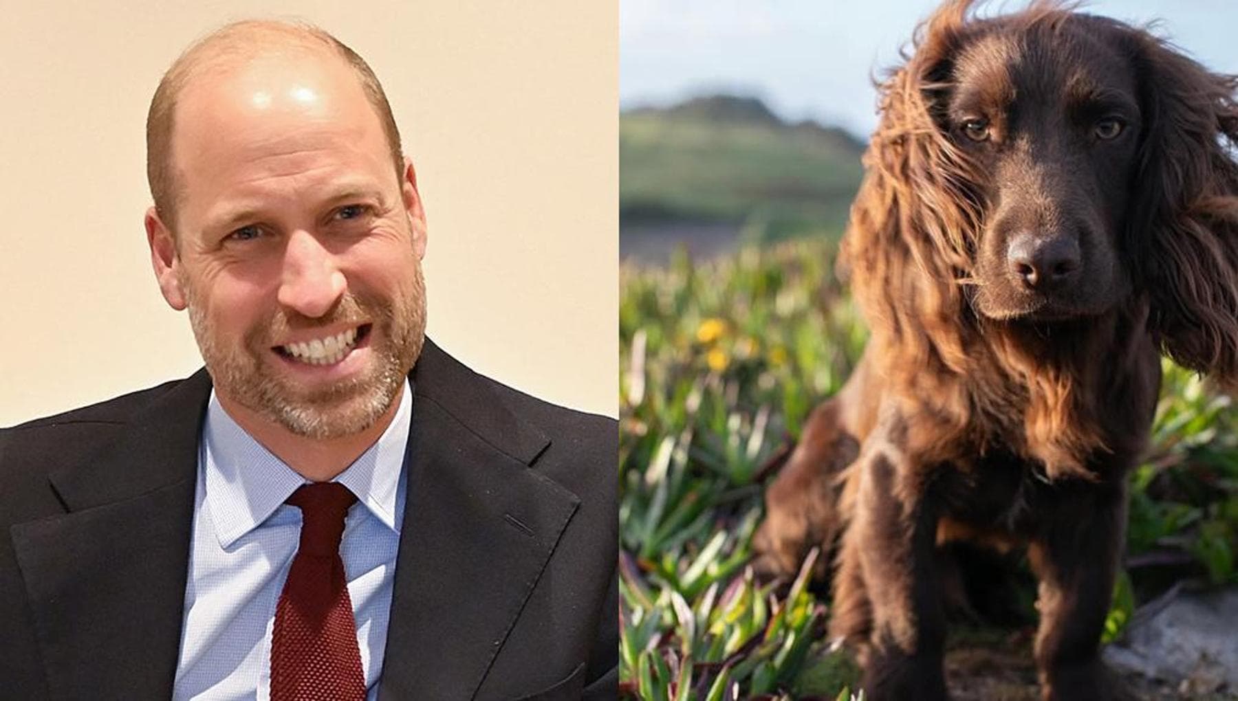 William e Kate raccontano i guai dei loro cani: “Tutto ciò che resta ...