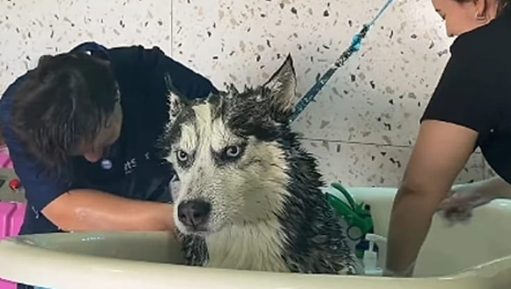 Il dramma esistenziale di Maverick, in cane che non voleva fare il ...