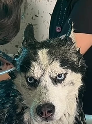 Il dramma esistenziale di Maverick, in cane che non voleva fare il ...