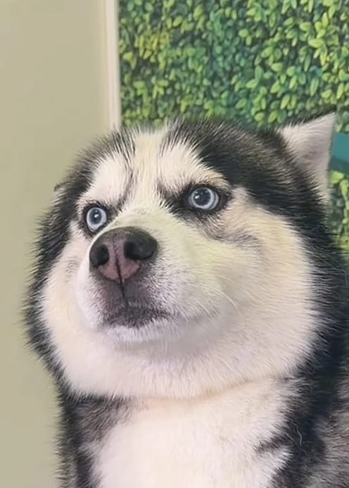 Il dramma esistenziale di Maverick, in cane che non voleva fare il ...