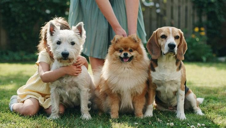 Tre tradimenti e i tre cani Aldo, Giovanni e Giacomo per farsi ...