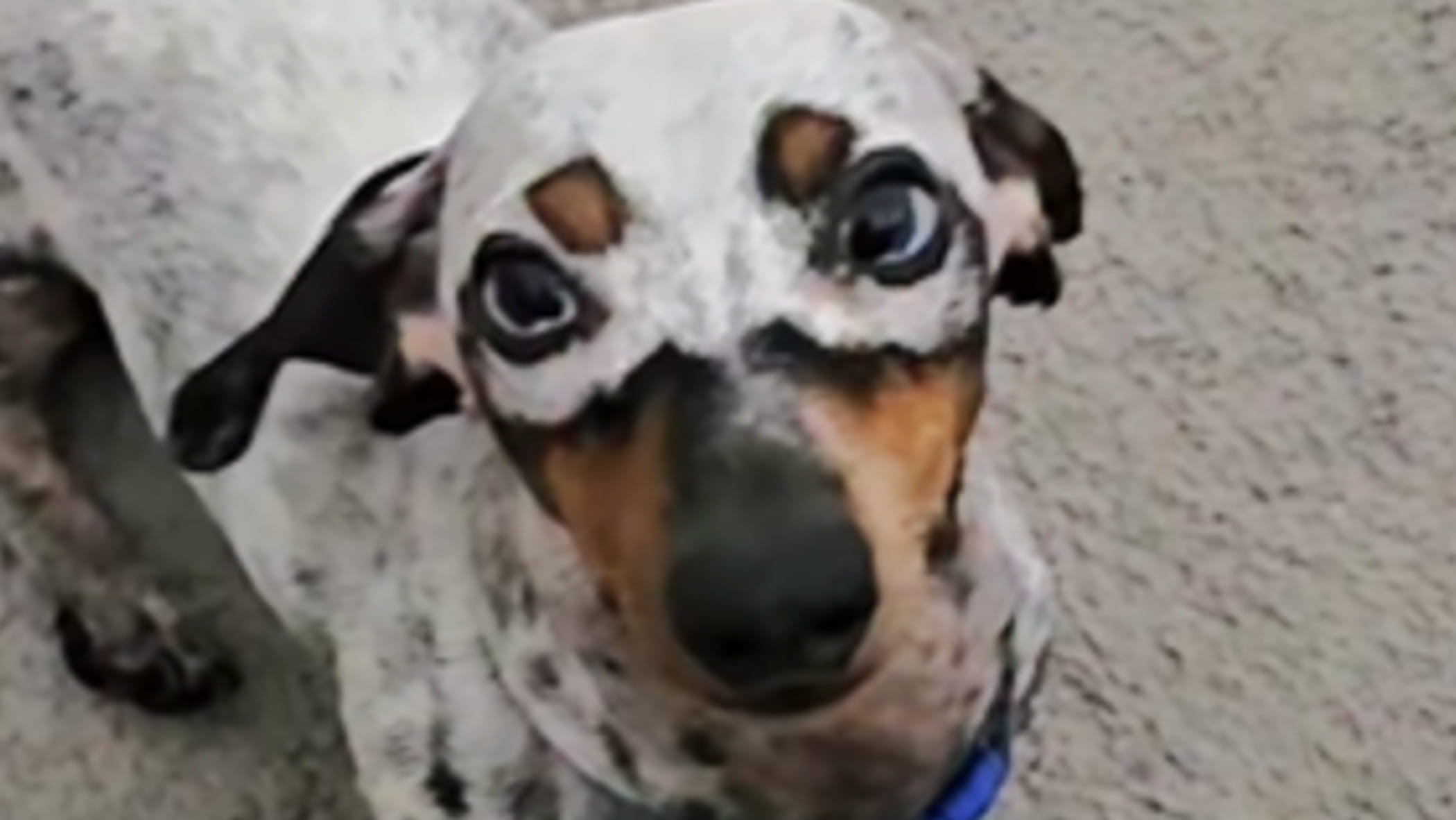 L’aspetto del cane Dodger è da non credere: a causa di una malattia il ...
