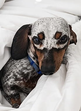 L’aspetto del cane Dodger è da non credere: a causa di una malattia il ...