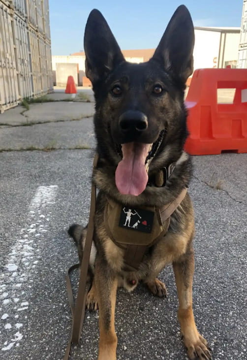 Max, il cane che non ha dimenticato il suo soldato: sei anni di attesa ...