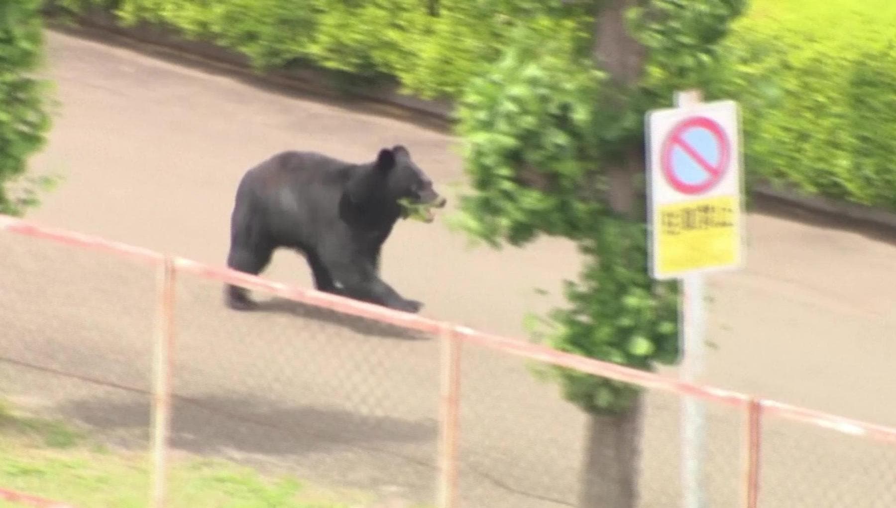L'orso di Fukushima in fuga beffa tutti: beve al rubinetto ed esce da ...