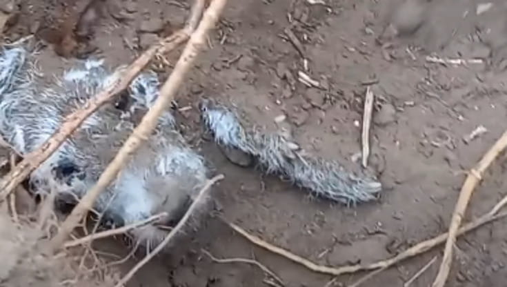 L’emozionante salvataggio del cane Krakka, rimasto intrappolato ...