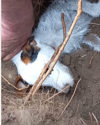 L’emozionante salvataggio del cane Krakka, rimasto intrappolato ...