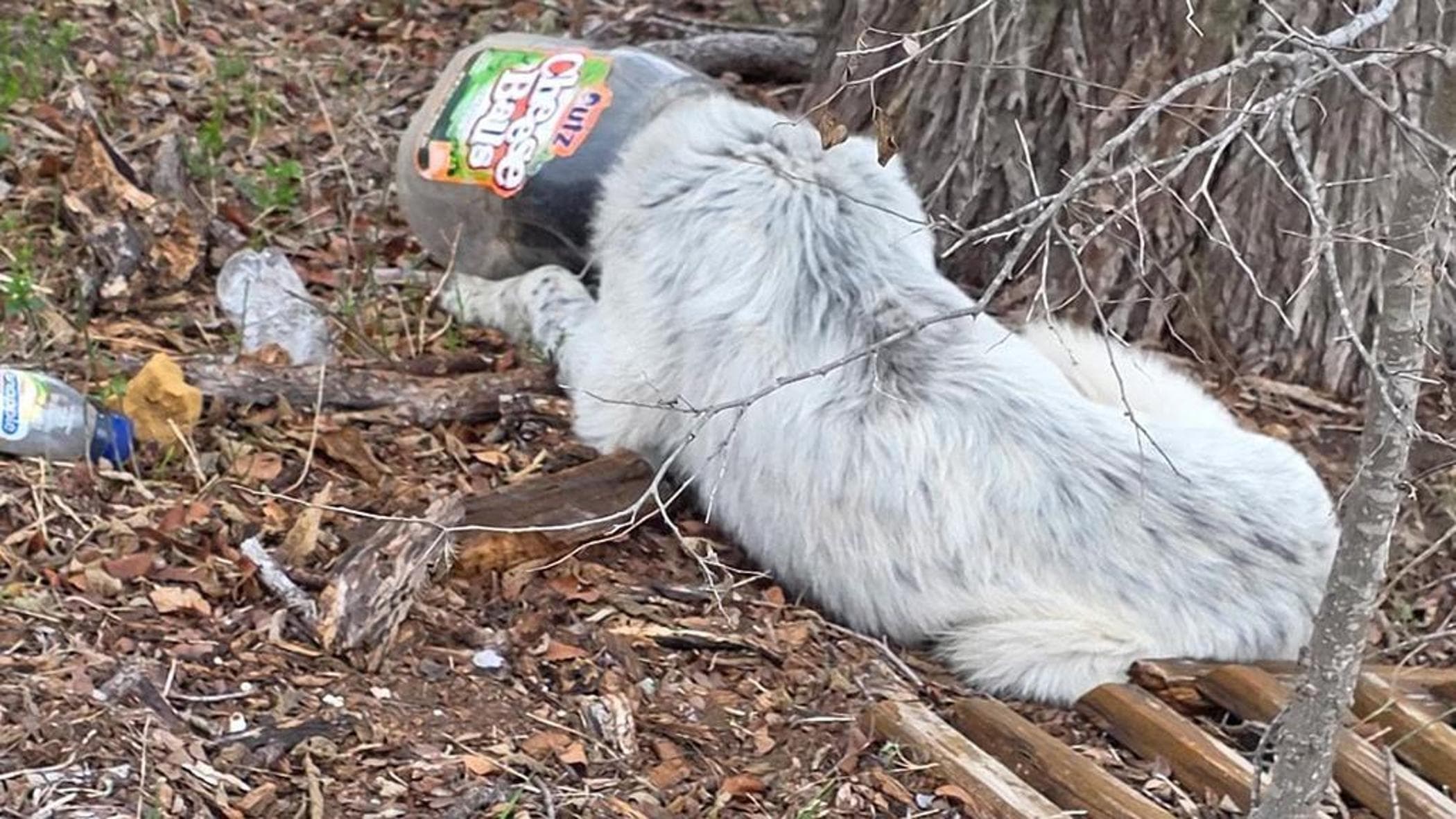 Sette giorni con la testa dentro a un barattolo, il salvataggio mostra ...