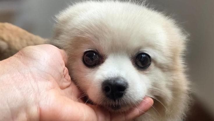 Denutrito e abusato, un cane viene ceduto in cambio di un frigo. Così ...